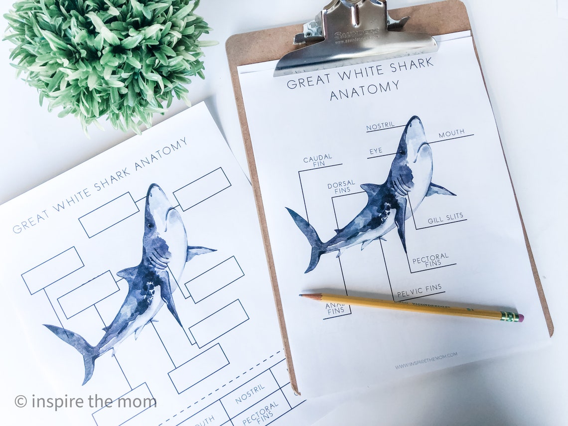 Ocean Animals Unit Study for Kids | Prek–2nd Science | Nature ...