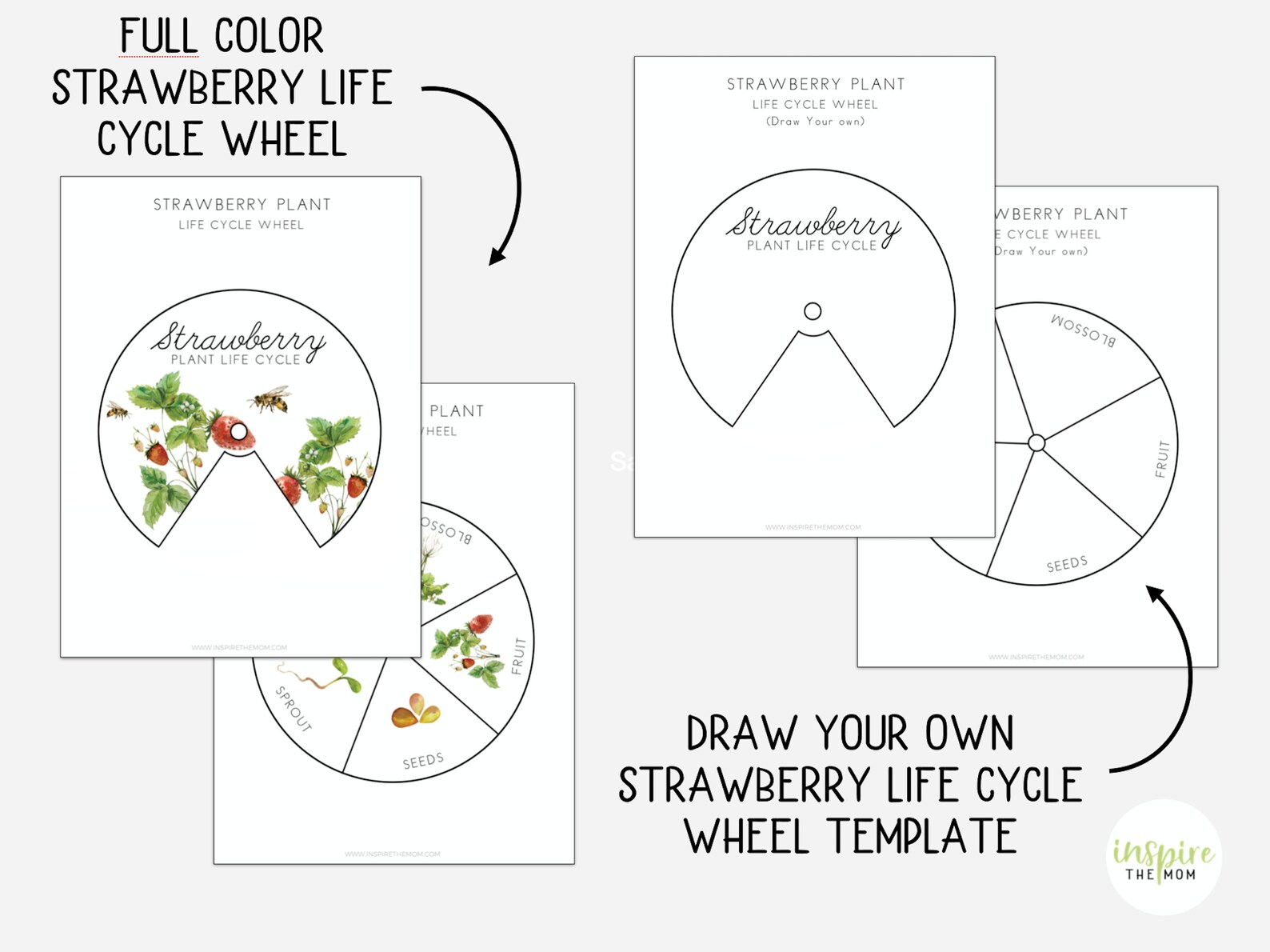 Strawberry Plant Life Cycle Wheel, Strawberry Activity, Strawberry ...