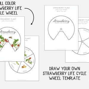 Strawberry Plant Life Cycle Wheel, Strawberry Activity, Strawberry ...