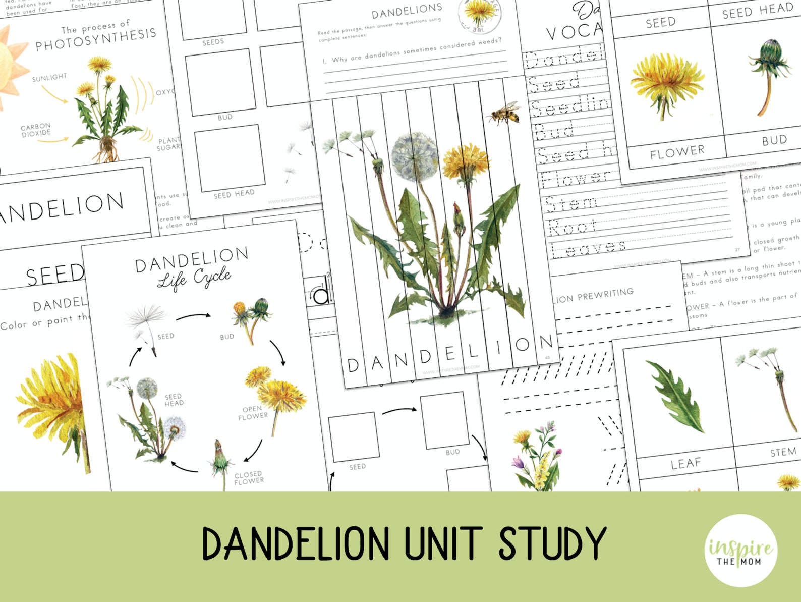 Dandelion Unit Study, Nature Study, Life Cycle, Prek 3rd Grade, Spring ...