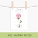 Parts of a Rose Pack, Rose Anatomy, Science, Language Arts, Handwriting ...