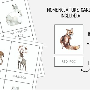 Winter Animals Flashcards, and Winter Animals Poster, Science Printable ...