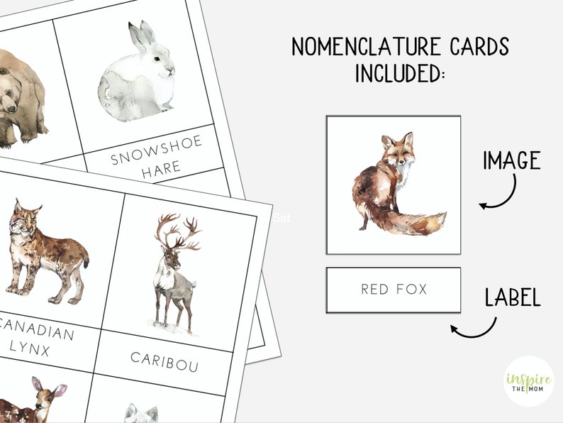 Winter Animals Flashcards, and Winter Animals Poster, Science Printable ...