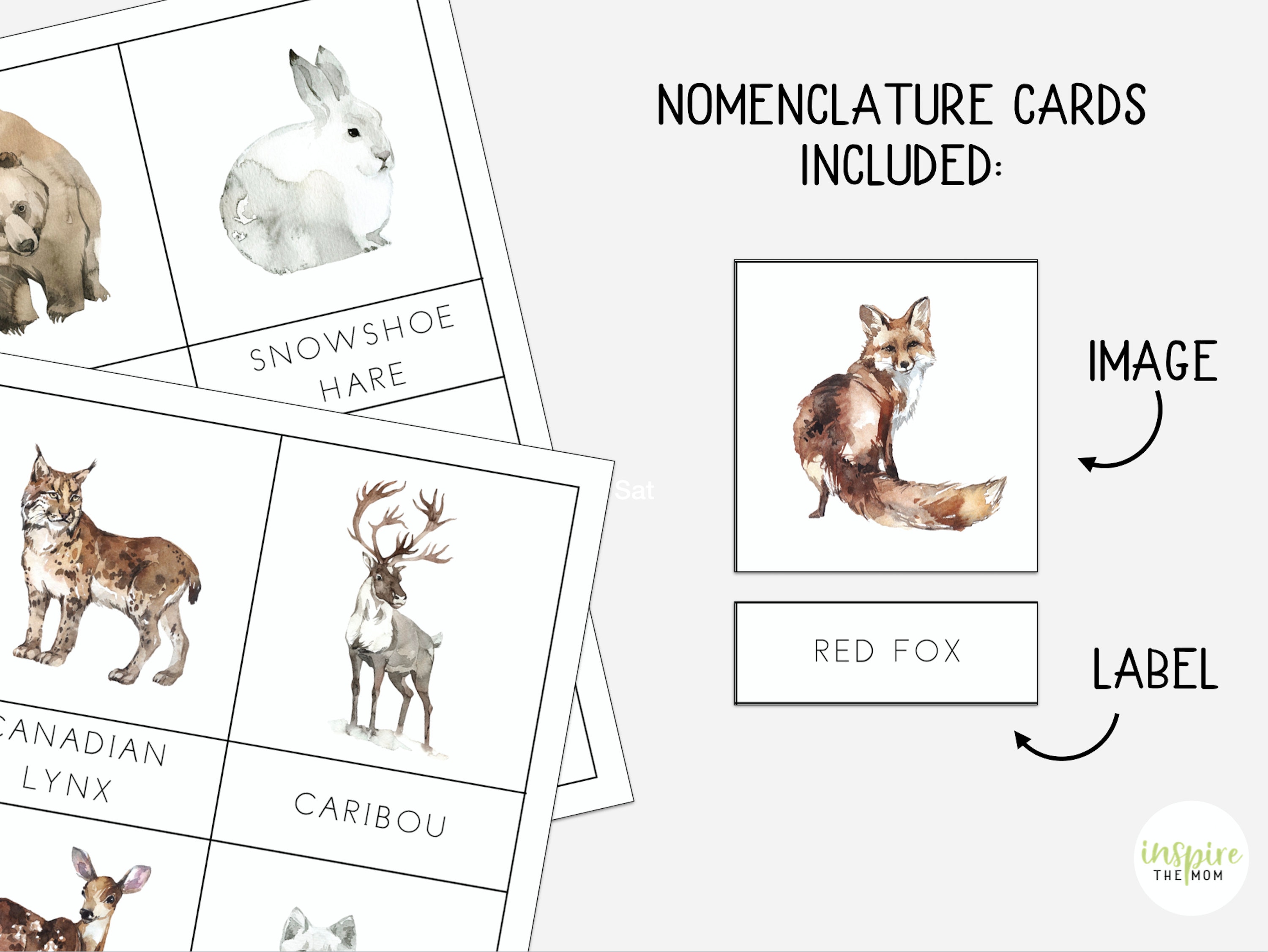 Winter Animals Flashcards, and Winter Animals Poster, Science Printable ...