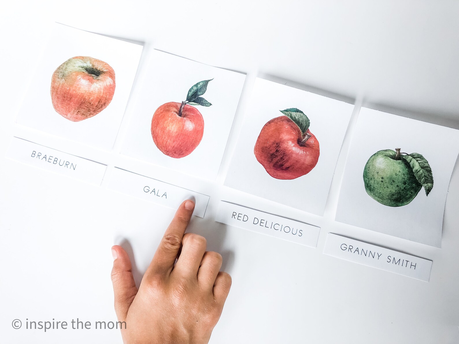 Apple Unit Study Apple Activities Prek 2nd Grade Fall - Etsy