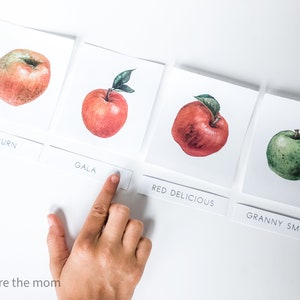 Apple Unit Study, Apple Activities, Prek - 2nd Grade, Fall Unit ...