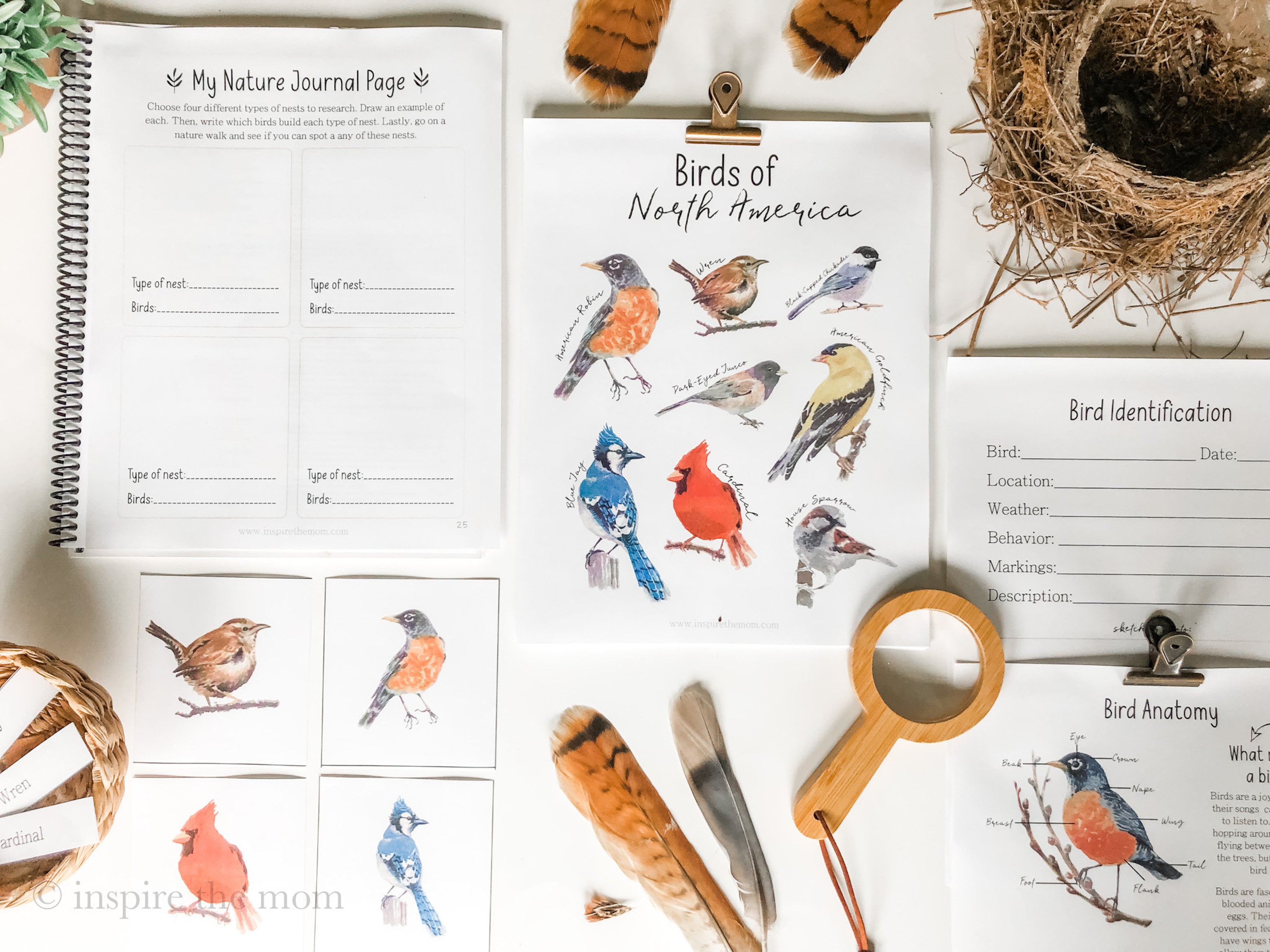 Spring Nature Journal for Kids, Nature Study, Science Curriculum ...