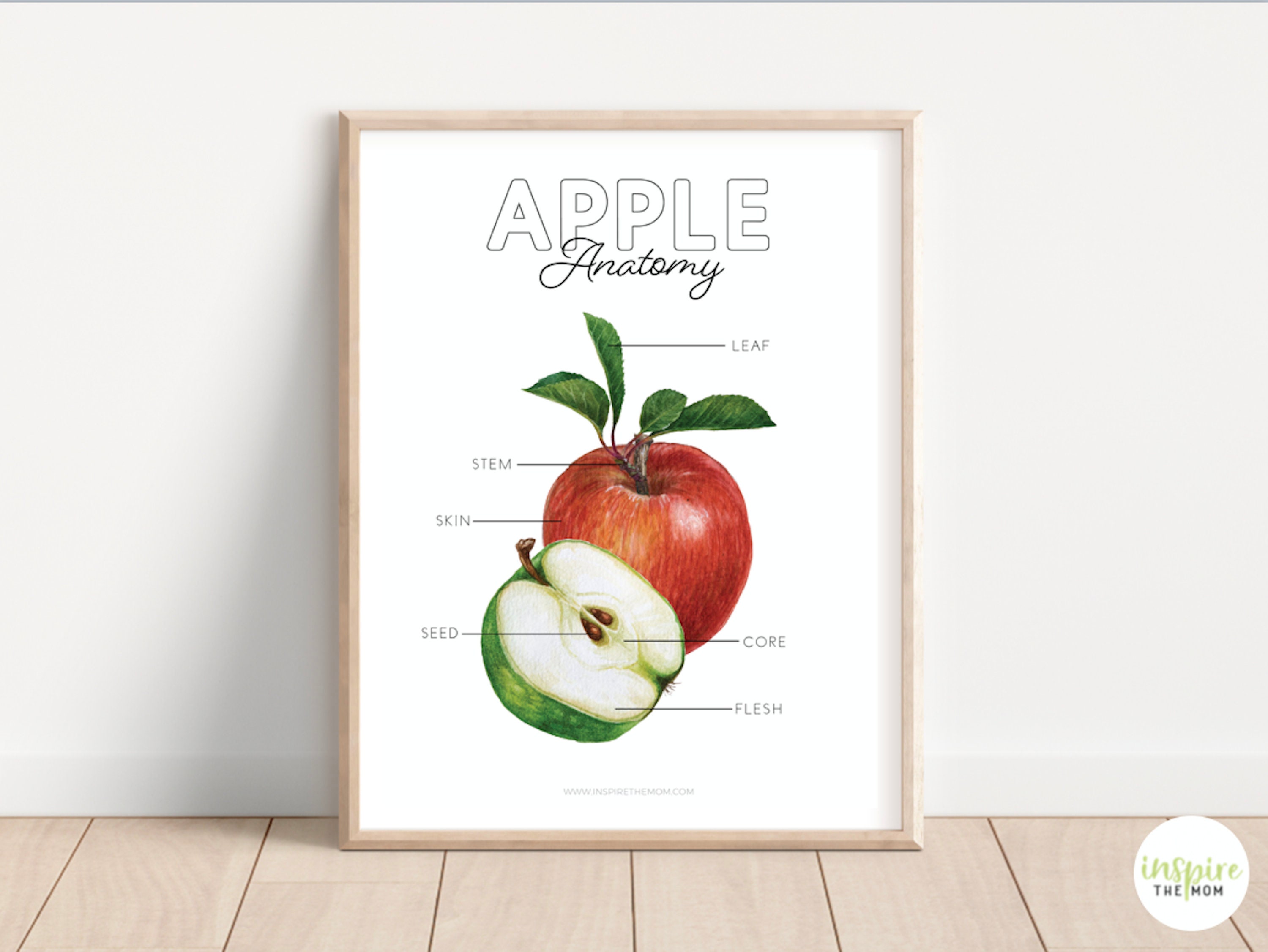 Apple Anatomy Poster 8.5 X 11in Parts of an Apple Mini - Etsy