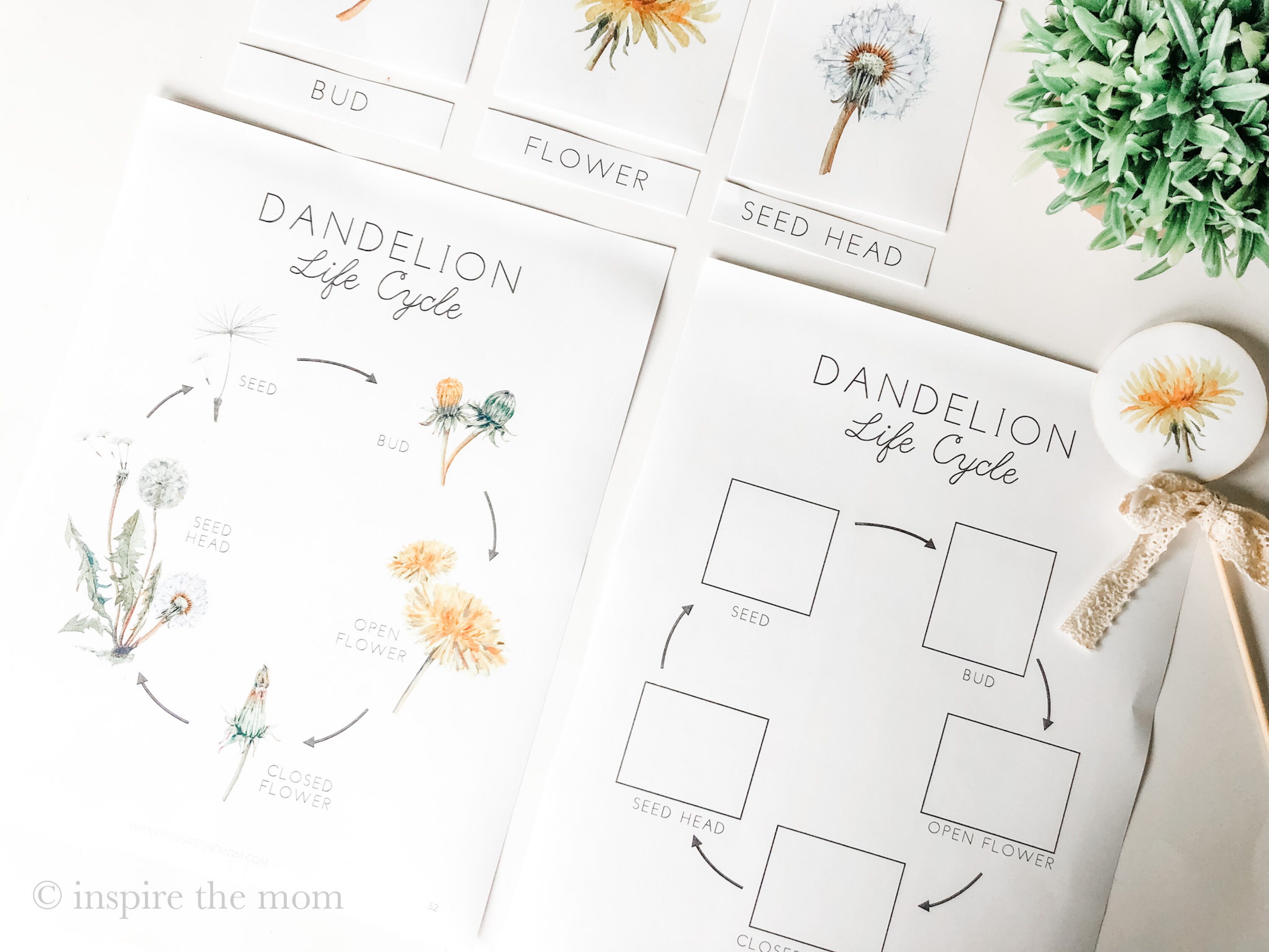 Dandelion Unit Study, Nature Study, Life Cycle, Prek 3rd Grade, Spring ...