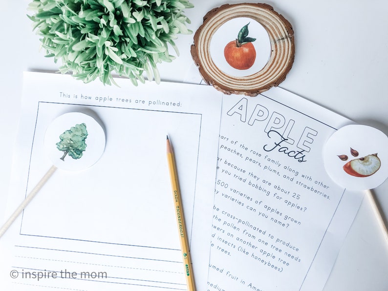 Apple Unit Study Apple Activities Prek 2nd Grade Fall - Etsy