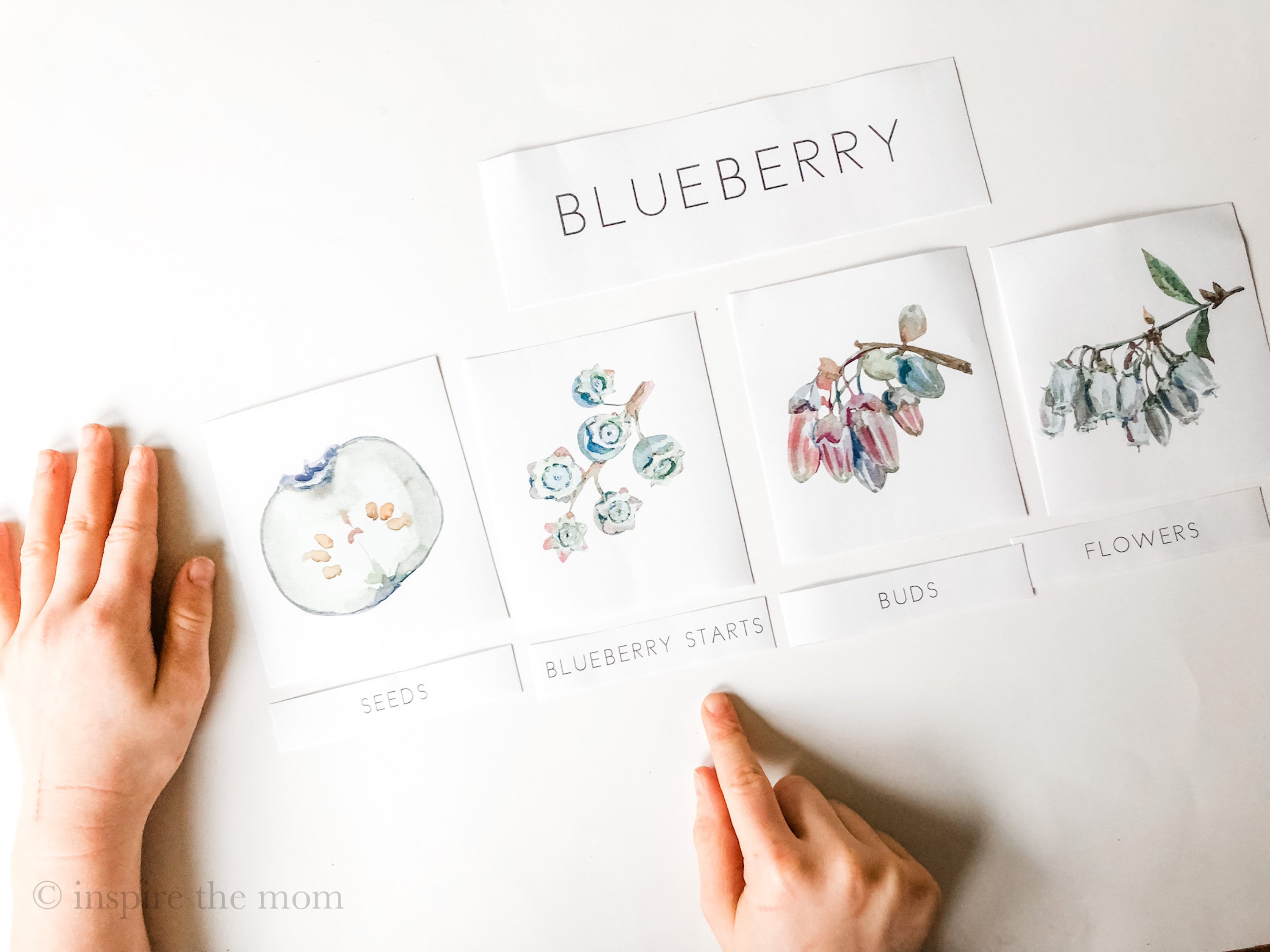 Blueberry Unit Study, Nature Study, Life Cycle, Prek 3rd Grade, Spring ...