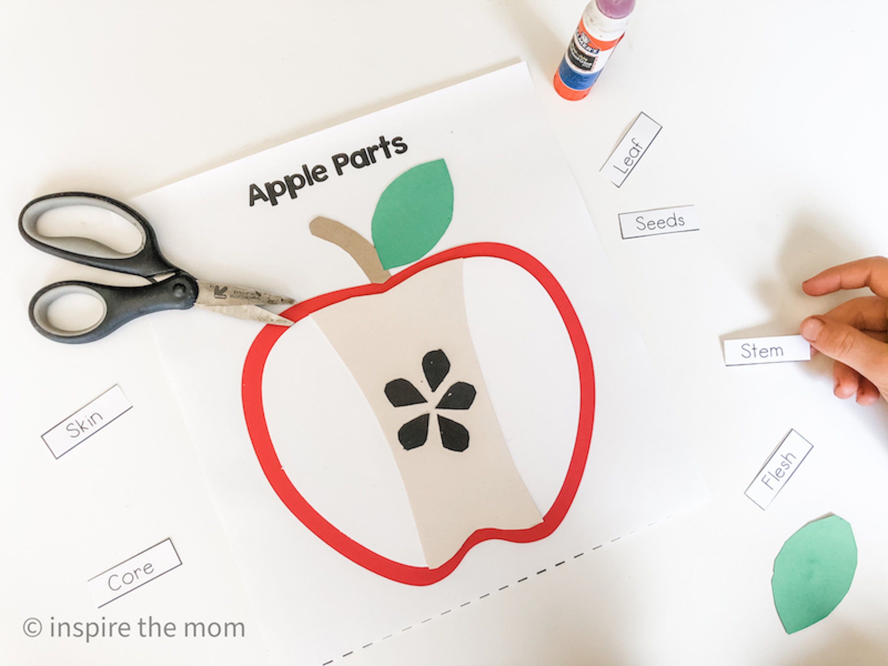 Parts of an Apple Craft, Apple Template, Apple Craft, Apple Activity ...