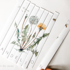 Dandelion Unit Study, Nature Study, Life Cycle, Prek - 3rd Grade ...