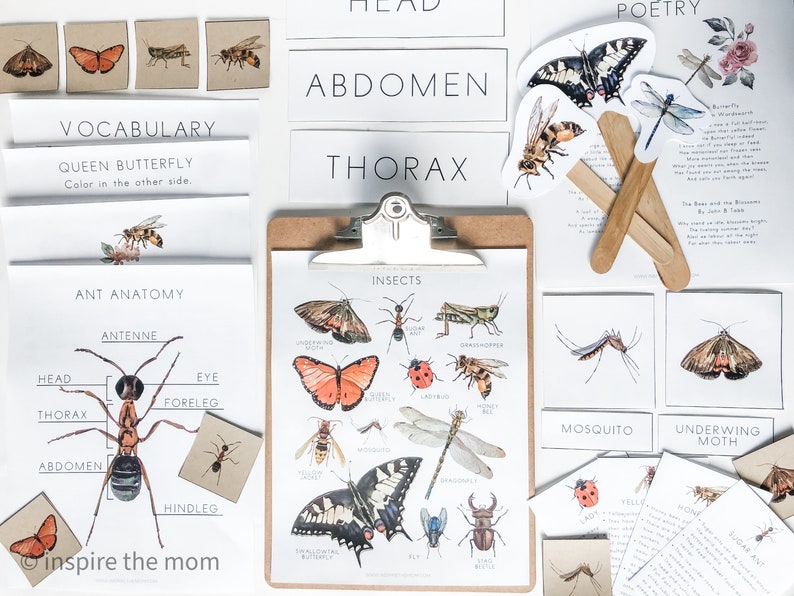 Insect Unit Study for Prek–2nd Kids | Bug Activities | Nature Study ...