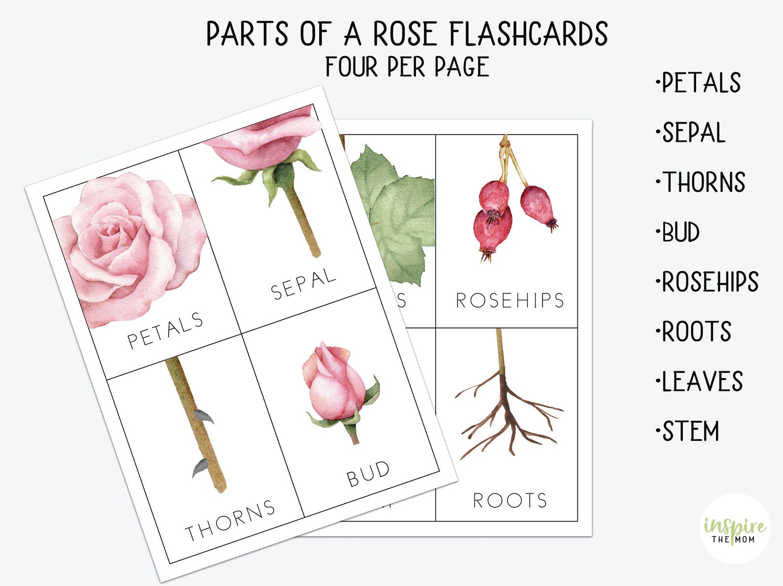 Parts of a Rose Flashcards, Rose Anatomy Poster, Science Printable ...