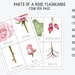 Parts of a Rose Flashcards, Rose Anatomy Poster, Science Printable ...