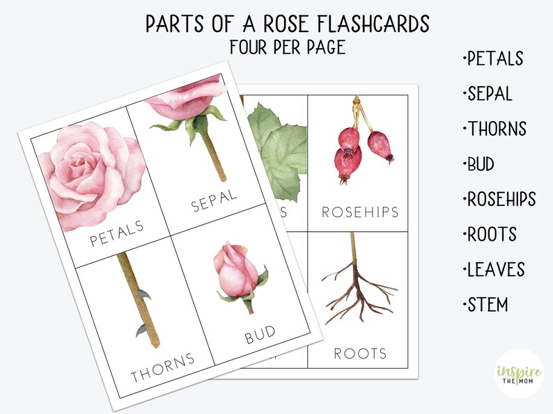 Parts of a Rose Flashcards, Rose Anatomy Poster, Science Printable ...