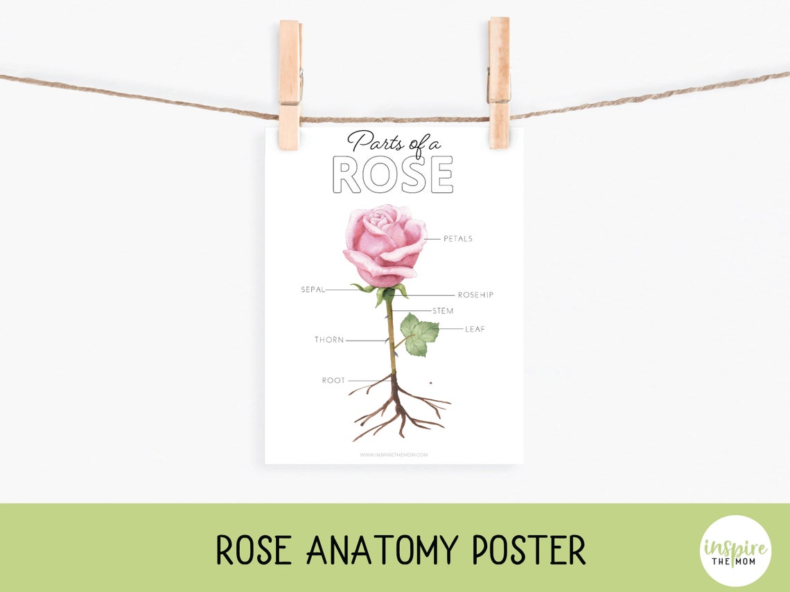 Parts of a Rose Flashcards, Rose Anatomy Poster, Science Printable ...