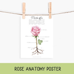 Parts of a Rose Flashcards, Rose Anatomy Poster, Science Printable ...