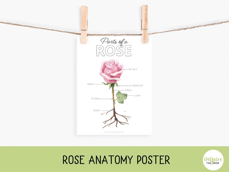 Parts of a Rose Flashcards, Rose Anatomy Poster, Science Printable ...