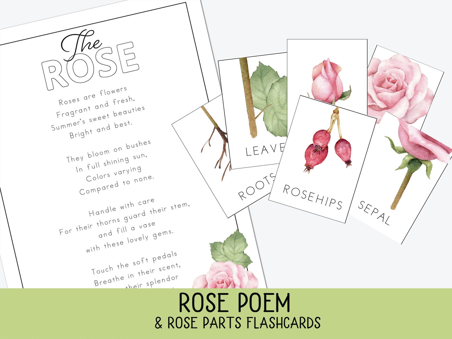 Parts of a Rose Pack Rose Anatomy Science Language Arts - Etsy