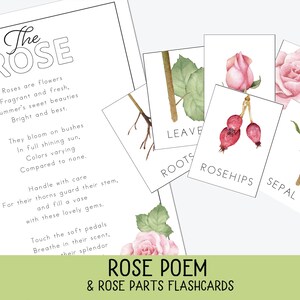 Parts of a Rose Unit Study | Printable Pack | Rose Anatomy Worksheets ...