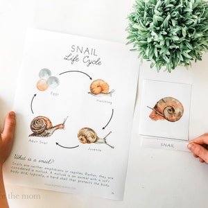 Pond Unit, Nature Study, Life Cycle, Prek - 3rd Grade, Spring Unit ...