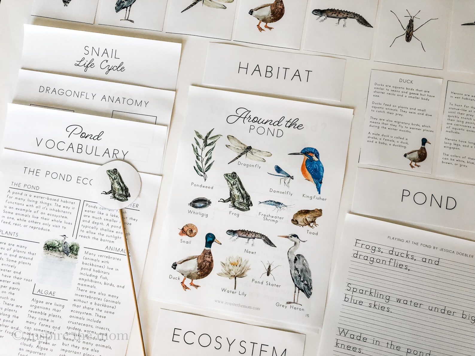 Pond Unit, Nature Study, Life Cycle, Prek - 3rd Grade, Spring Unit ...