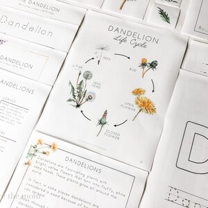 Dandelion Unit Study, Nature Study, Life Cycle, Prek - 3rd Grade ...