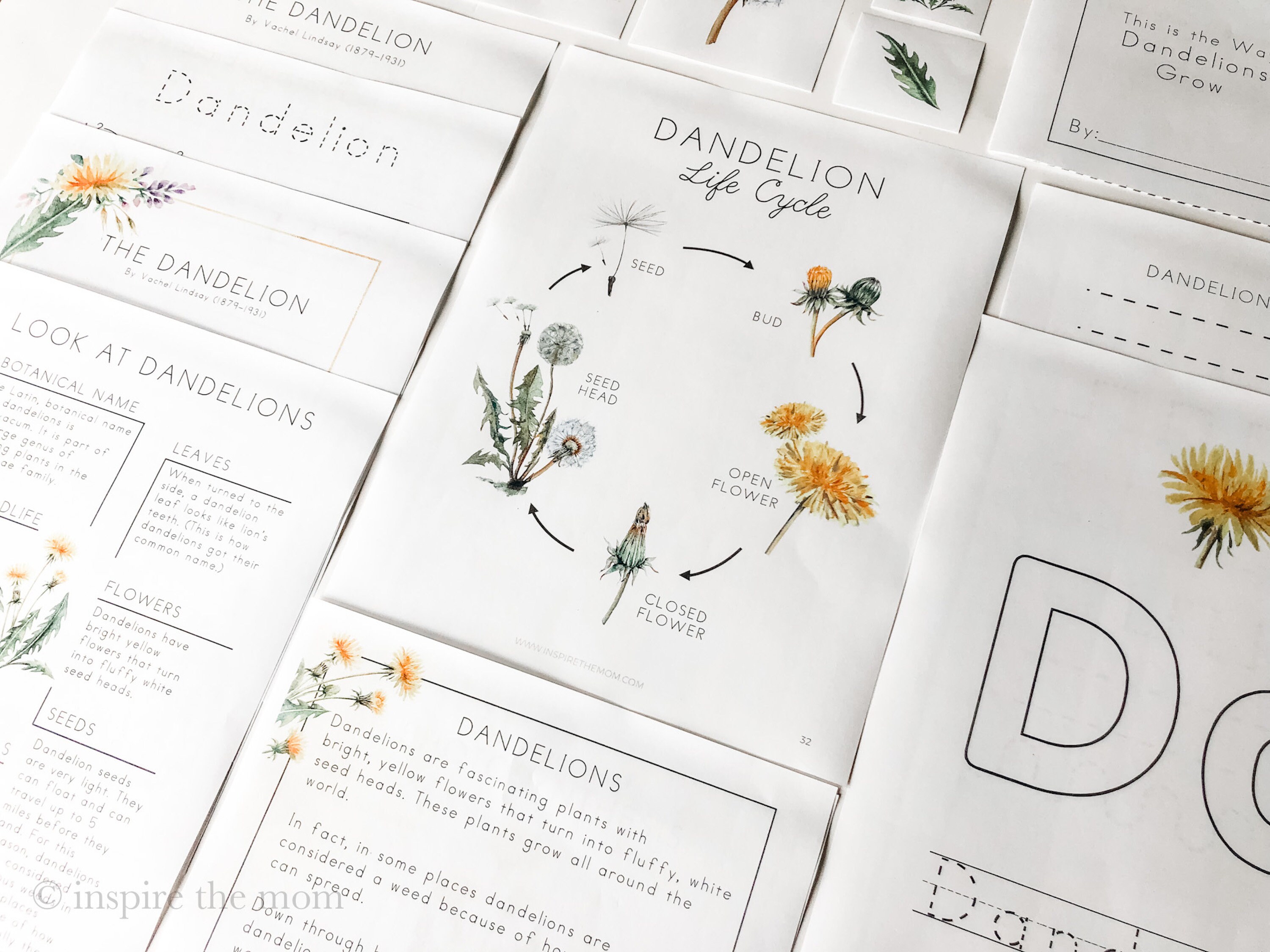 Dandelion Unit Study, Nature Study, Life Cycle, Prek 3rd Grade, Spring ...