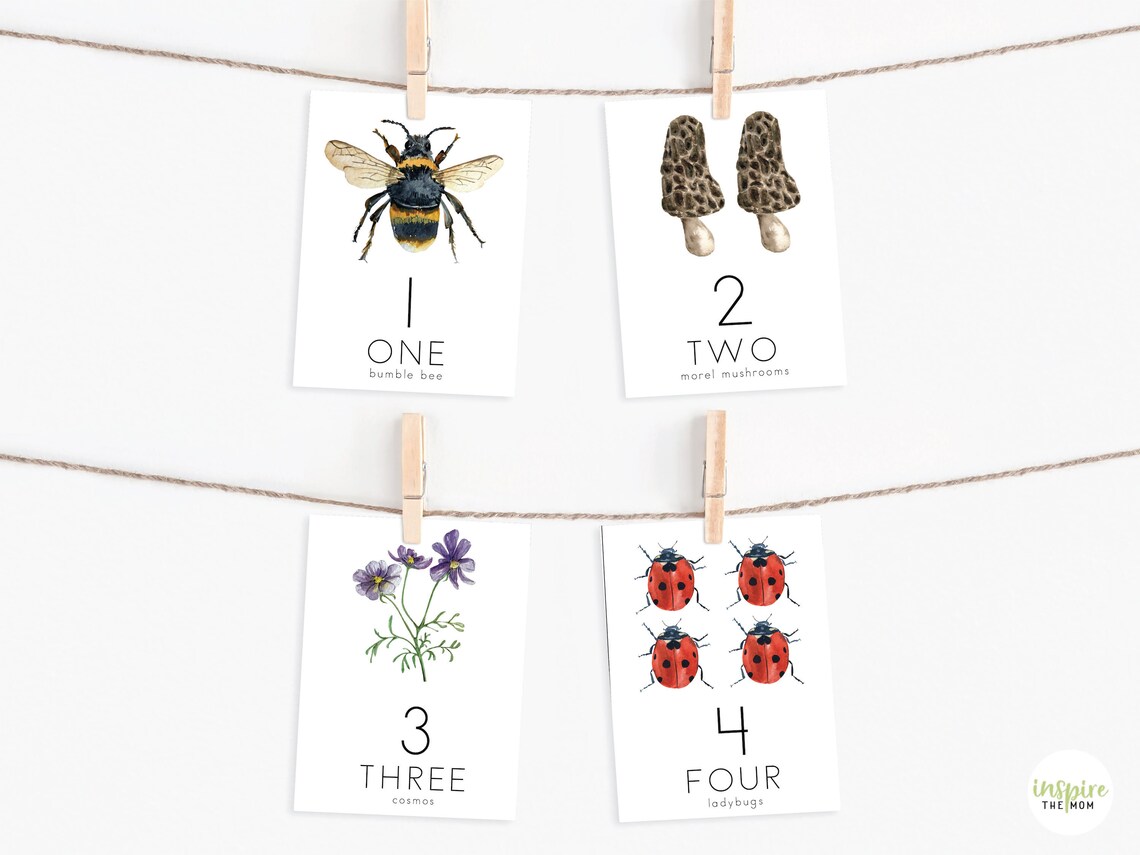 Nature Counting Flashcards, Preschool, Homeschool Printable, Charlotte ...