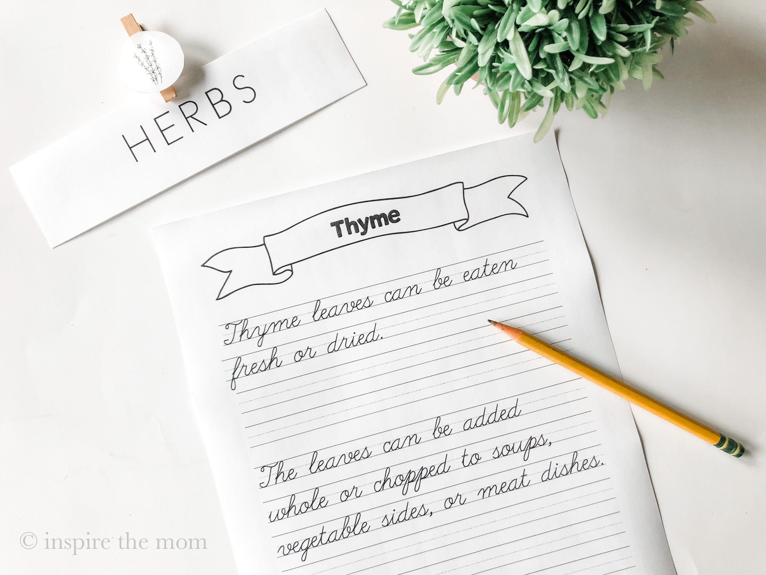 Herbs, Cursive Copywork, Herb Facts, Cursive Handwriting Practice ...