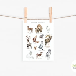 Winter Animals Unit, Nature Study, Homeschool Printable, Prek - 2nd ...