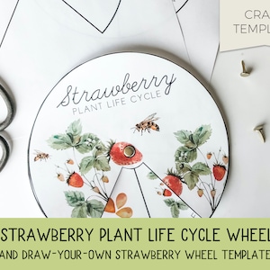 Strawberry Plant Life Cycle Wheel, Strawberry Activity, Strawberry ...