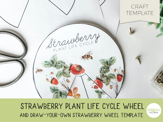 Wild Strawberry Plant Life Cycle Free Strawberry Life Cycle Worksheets