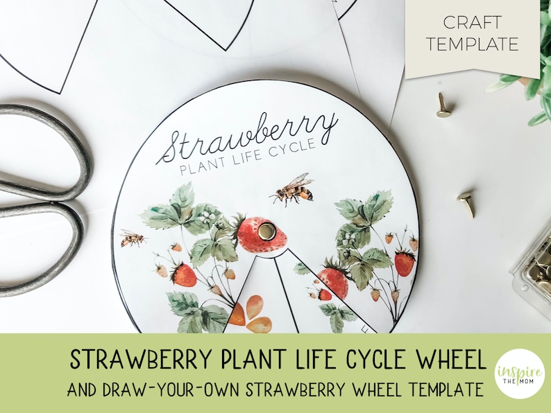 Strawberry Plant Life Cycle Wheel, Strawberry Activity, Strawberry ...