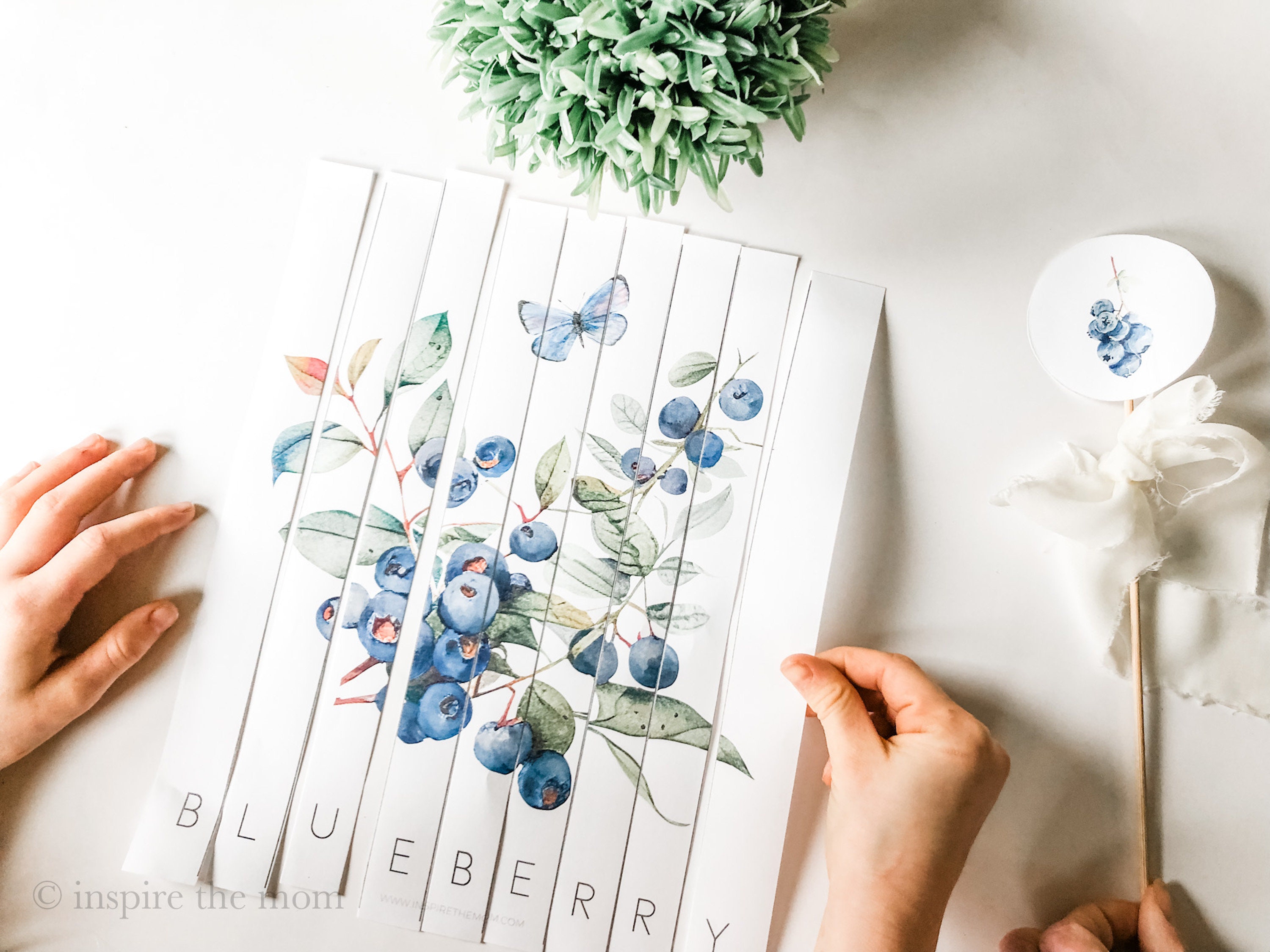 Blueberry Unit Study, Nature Study, Life Cycle, Prek 3rd Grade, Spring ...