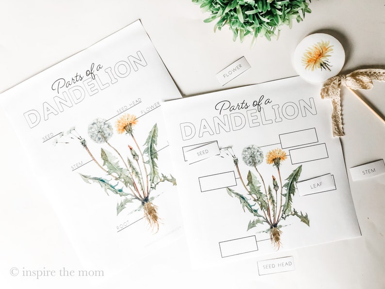 Dandelion Unit Study, Nature Study, Life Cycle, Prek 3rd Grade, Spring ...