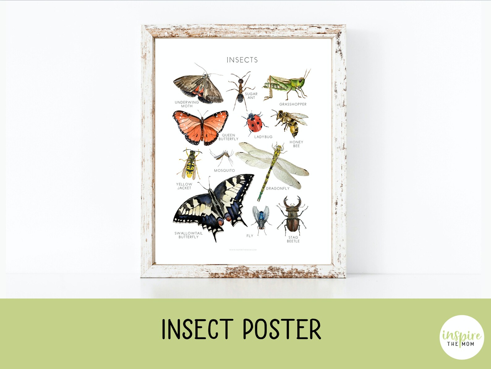 Insect Poster, Educational Poster, School Art, Charlotte Mason ...