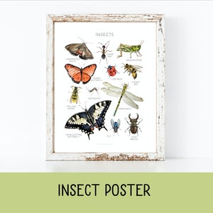 Insect Poster, Educational Poster, School Art, Charlotte Mason ...