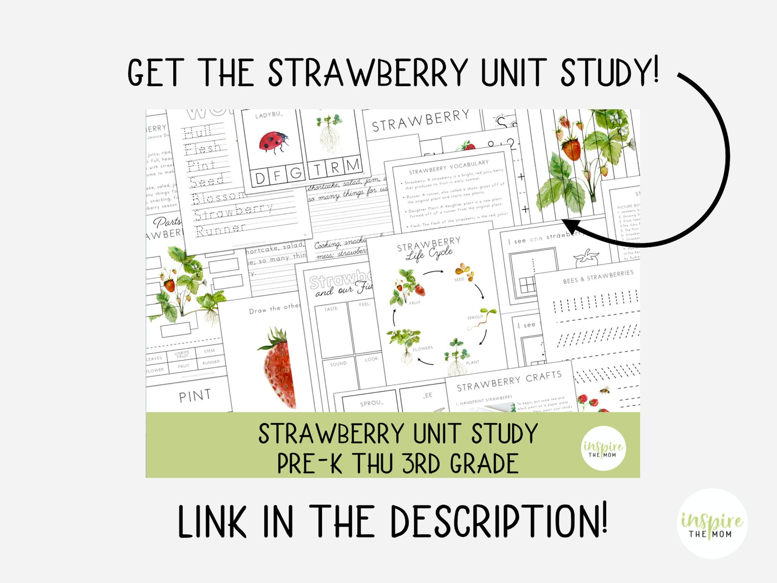 Strawberry Plant Life Cycle Wheel, Strawberry Activity, Strawberry ...