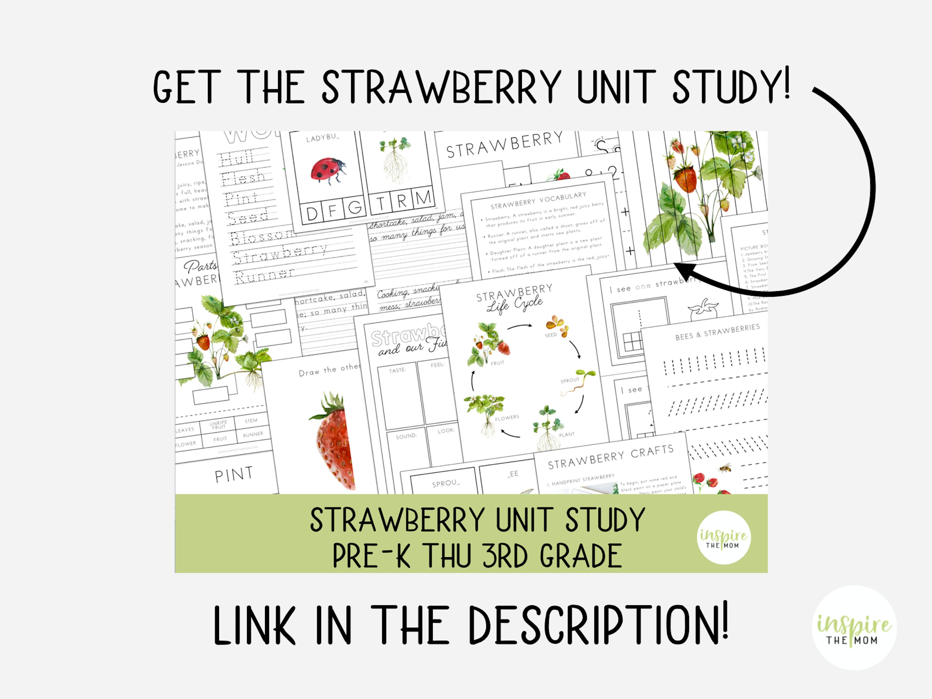 Strawberry Plant Life Cycle Wheel, Strawberry Activity, Strawberry ...