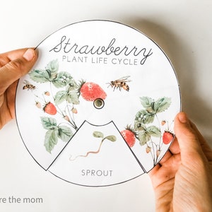 Strawberry Plant Life Cycle Wheel, Strawberry Activity, Strawberry ...
