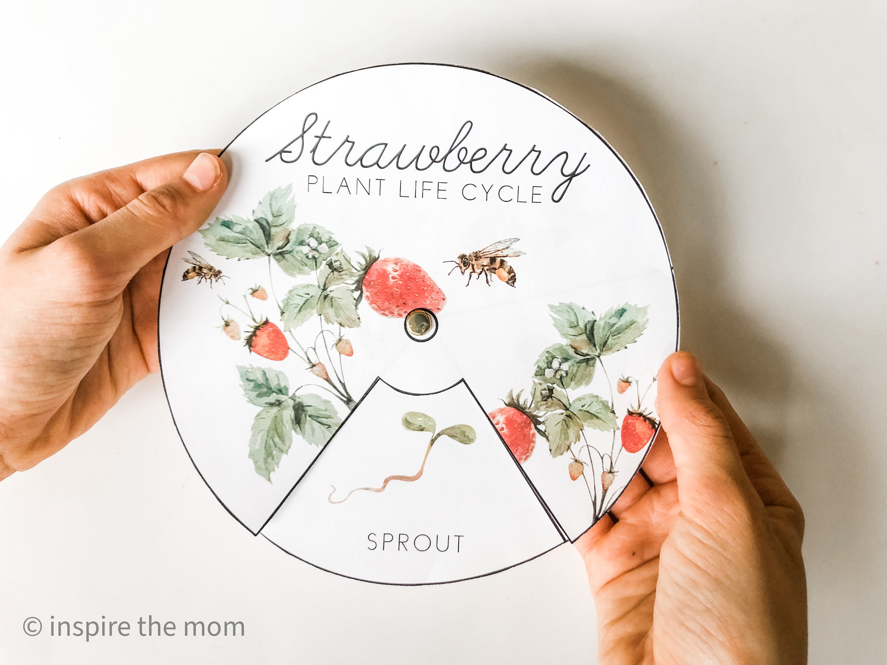 Strawberry Plant Life Cycle Wheel, Strawberry Activity, Strawberry ...