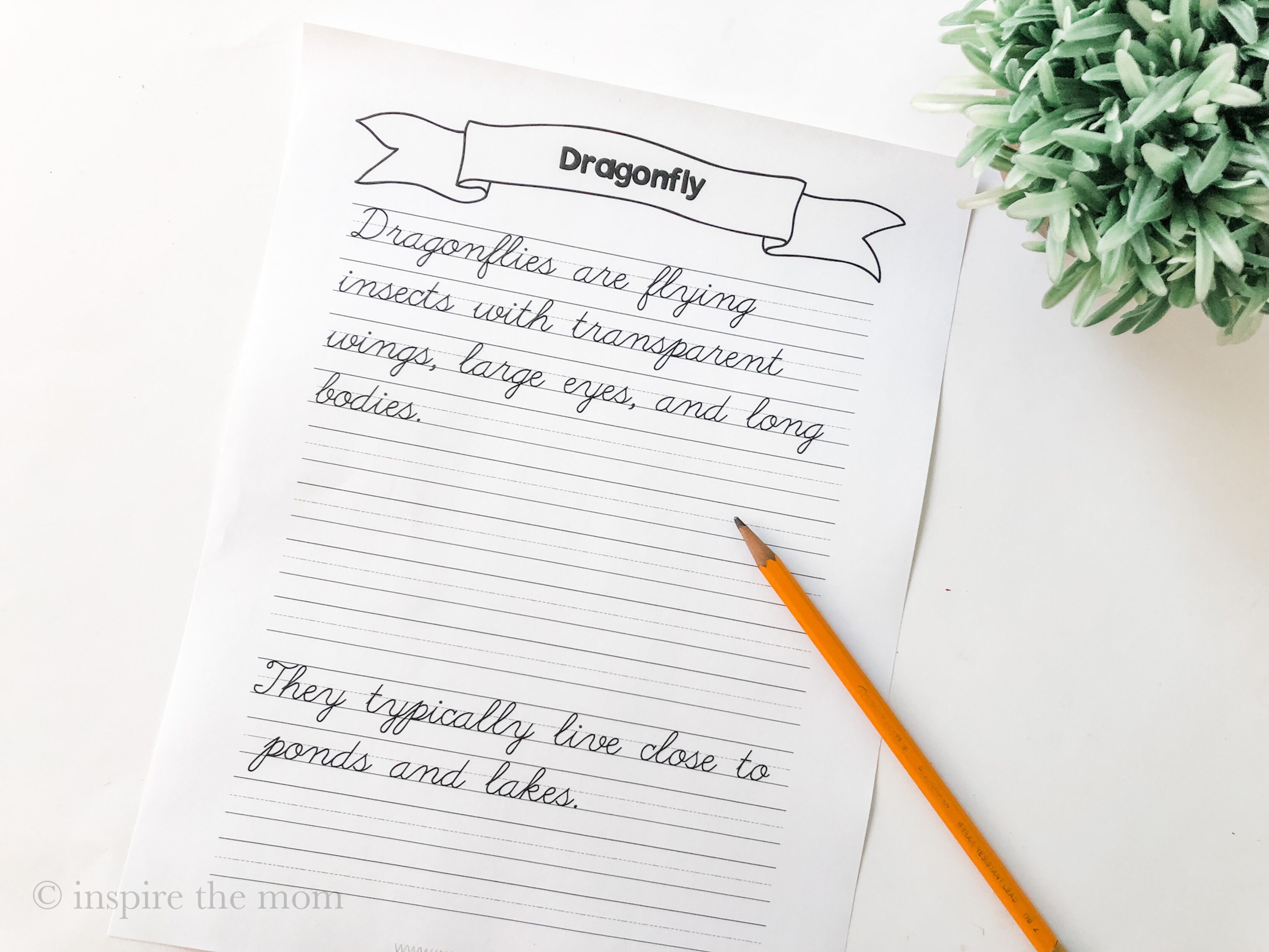 Pond Animals, Cursive Copywork, Pond Animal Facts, Cursive Handwriting ...