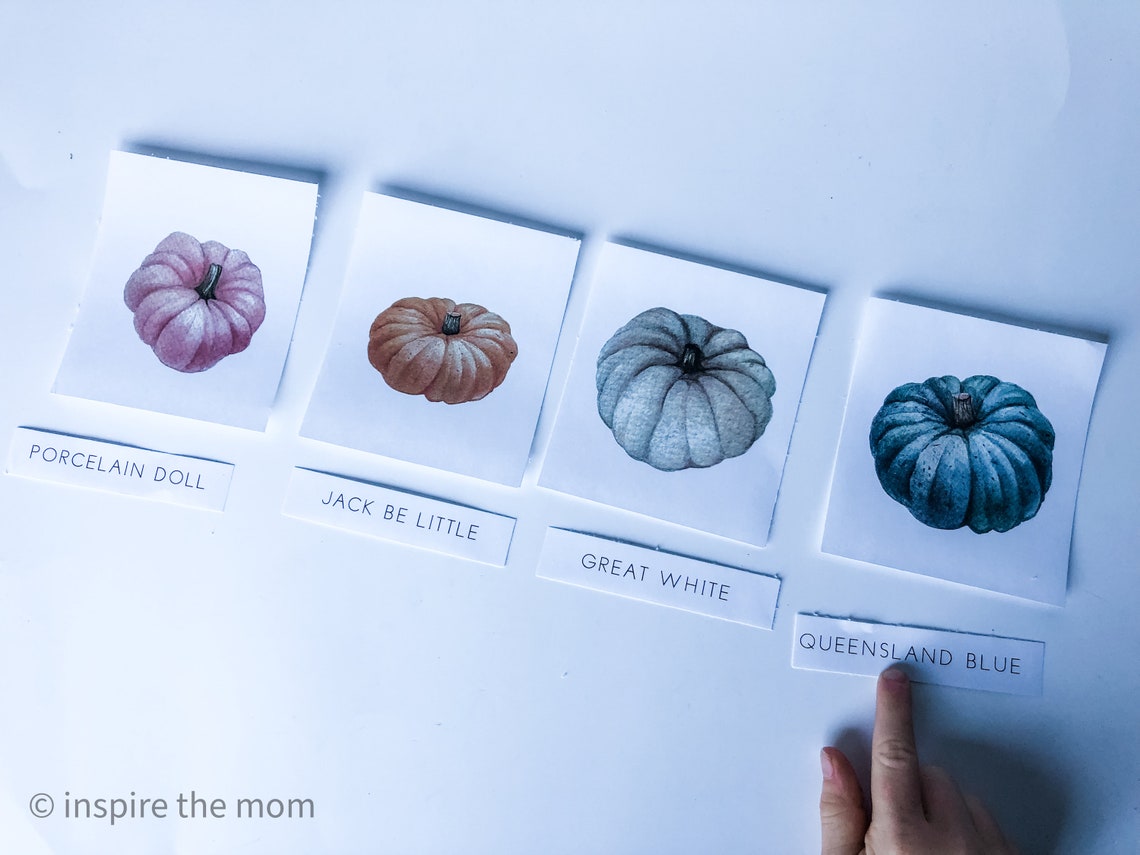 Pumpkin Unit Study Pumpkin Activities Prek 2nd Grade Fall - Etsy