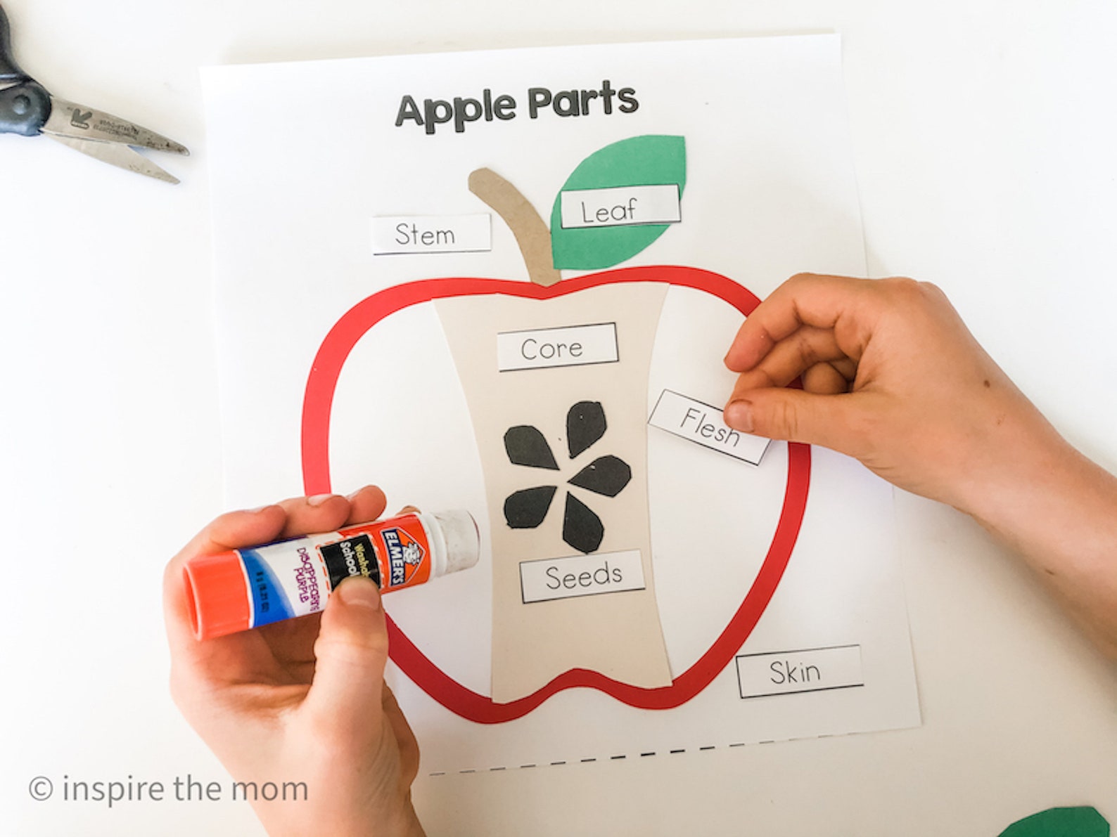 Parts of an Apple Craft, Apple Template, Apple Craft, Apple Activity ...