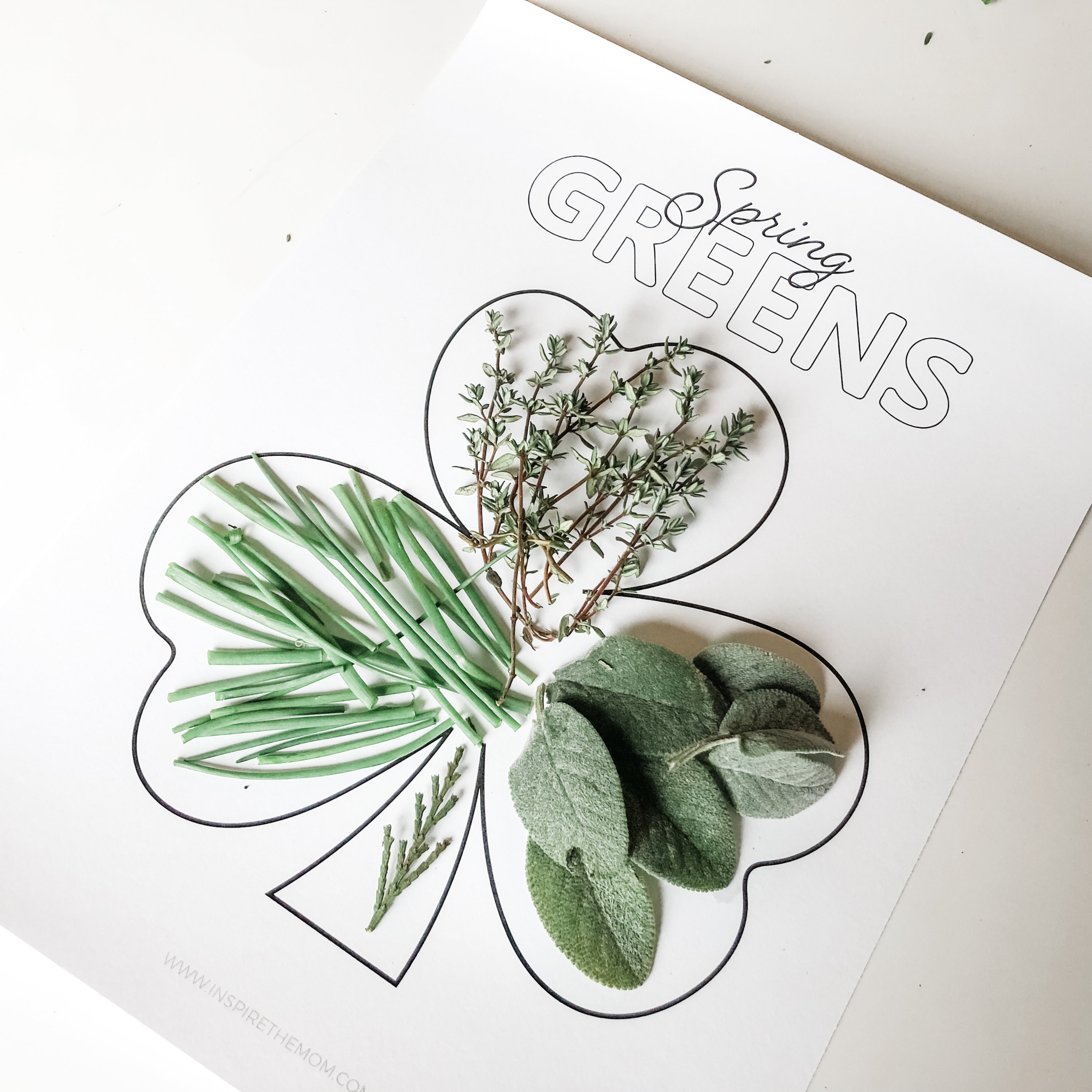 Spring Greens Nature Craft Template, Shamrock Craft, Nature Study ...