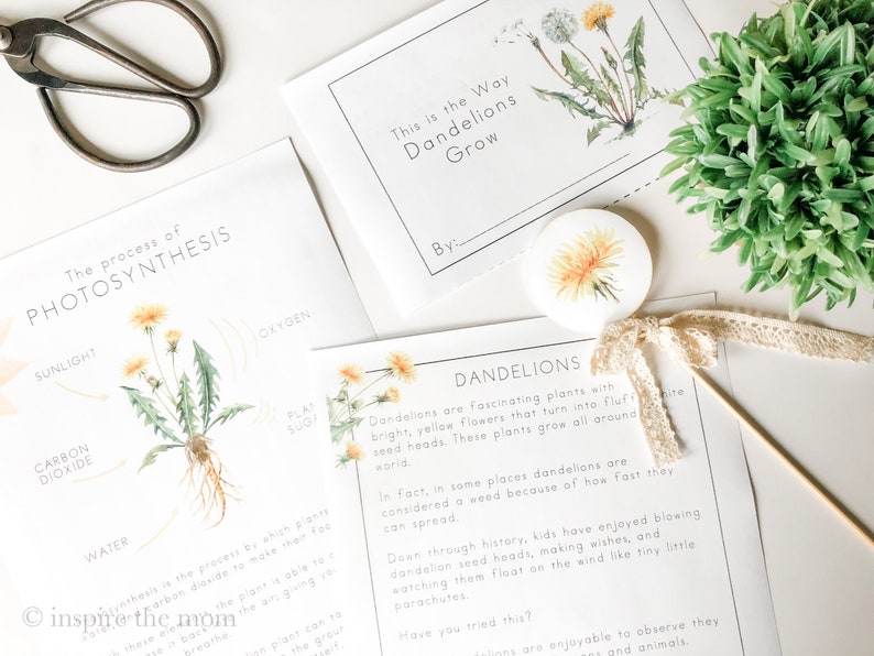 Dandelion Unit Study, Nature Study, Life Cycle, Prek 3rd Grade, Spring ...