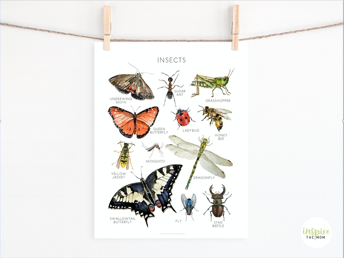 Insect Poster Educational Poster School Art Charlotte - Etsy Canada